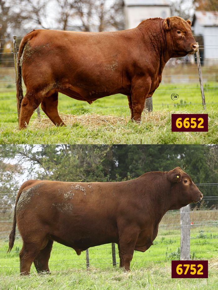 Agromelú - Remate AGROMELU - Junio 2025 / lote : 62A